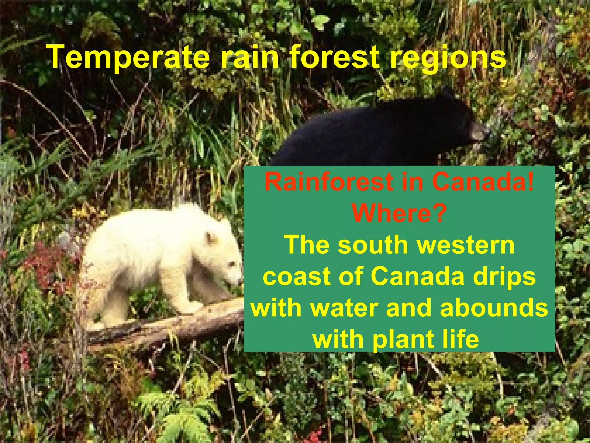 Temperate Rain Forest | PPS