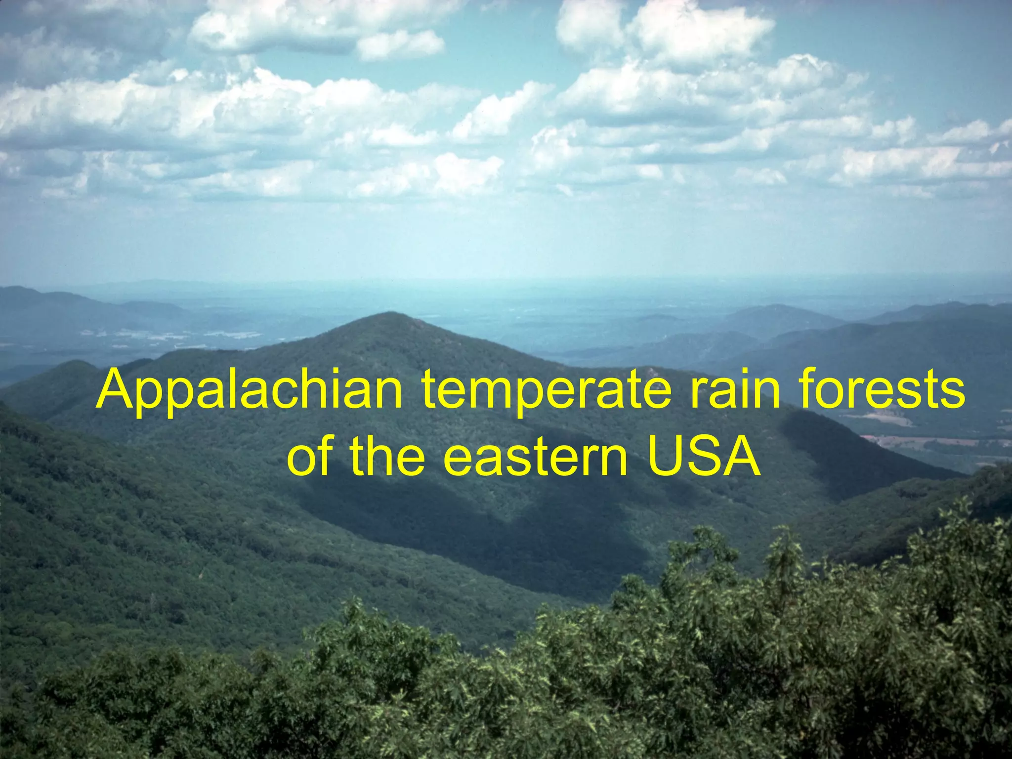 Temperate Rain Forest | PPS