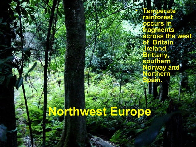 Temperate Rain Forest | PPS | Geography | Science
