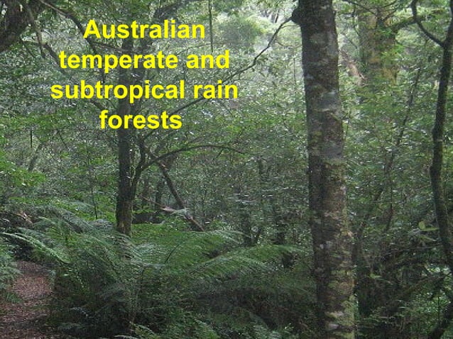 Temperate Rain Forest | PPS | Geography | Science