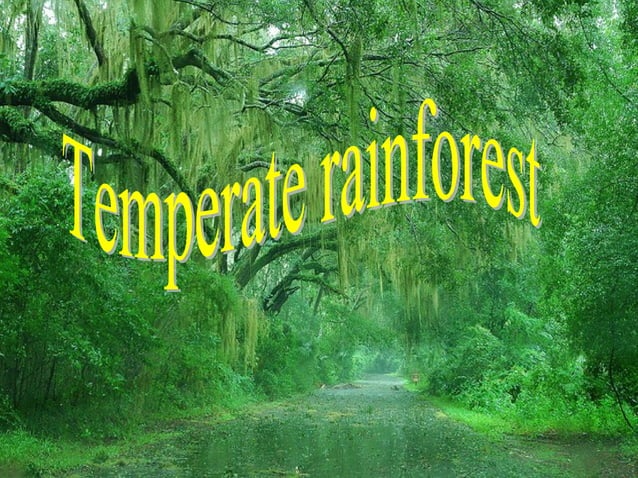Temperate Rain Forest | PPS | Geography | Science