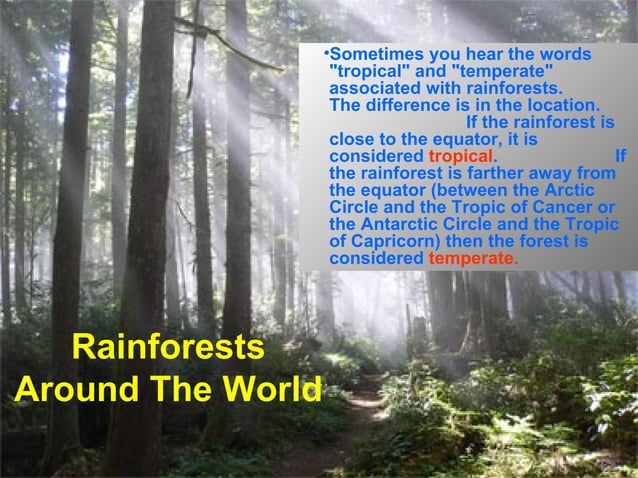 Temperate Rain Forest | PPS | Geography | Science