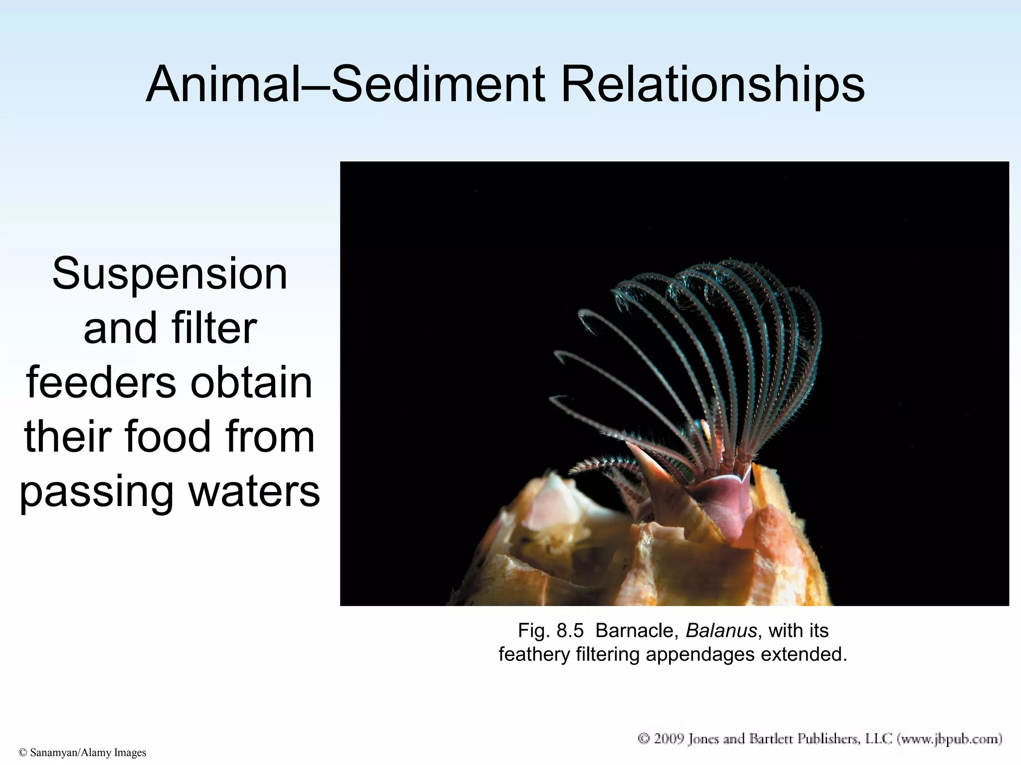 Temperate coastal seas | PPT