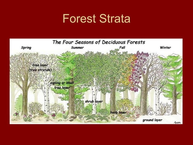 Temperate Deciduous Forest | PPT | Gardening | Home & Garden