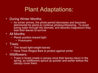 Temperate Deciduous Forest | PPT | Gardening | Home & Garden