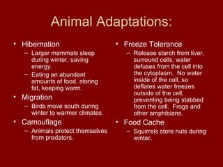 Temperate Deciduous Forest | PPT | Gardening | Home & Garden