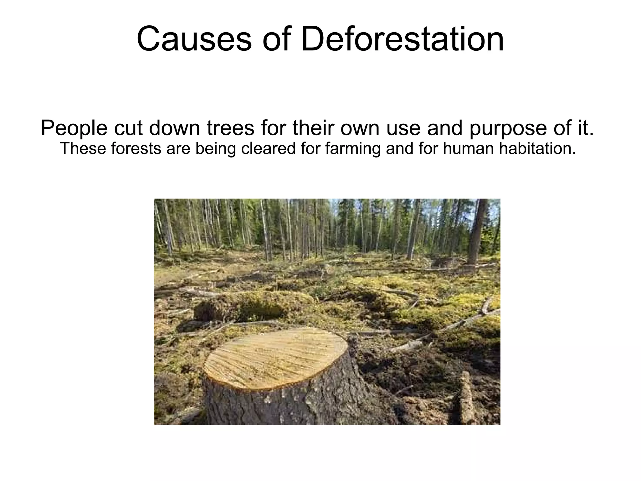 Temperate deciduous forest | PPT