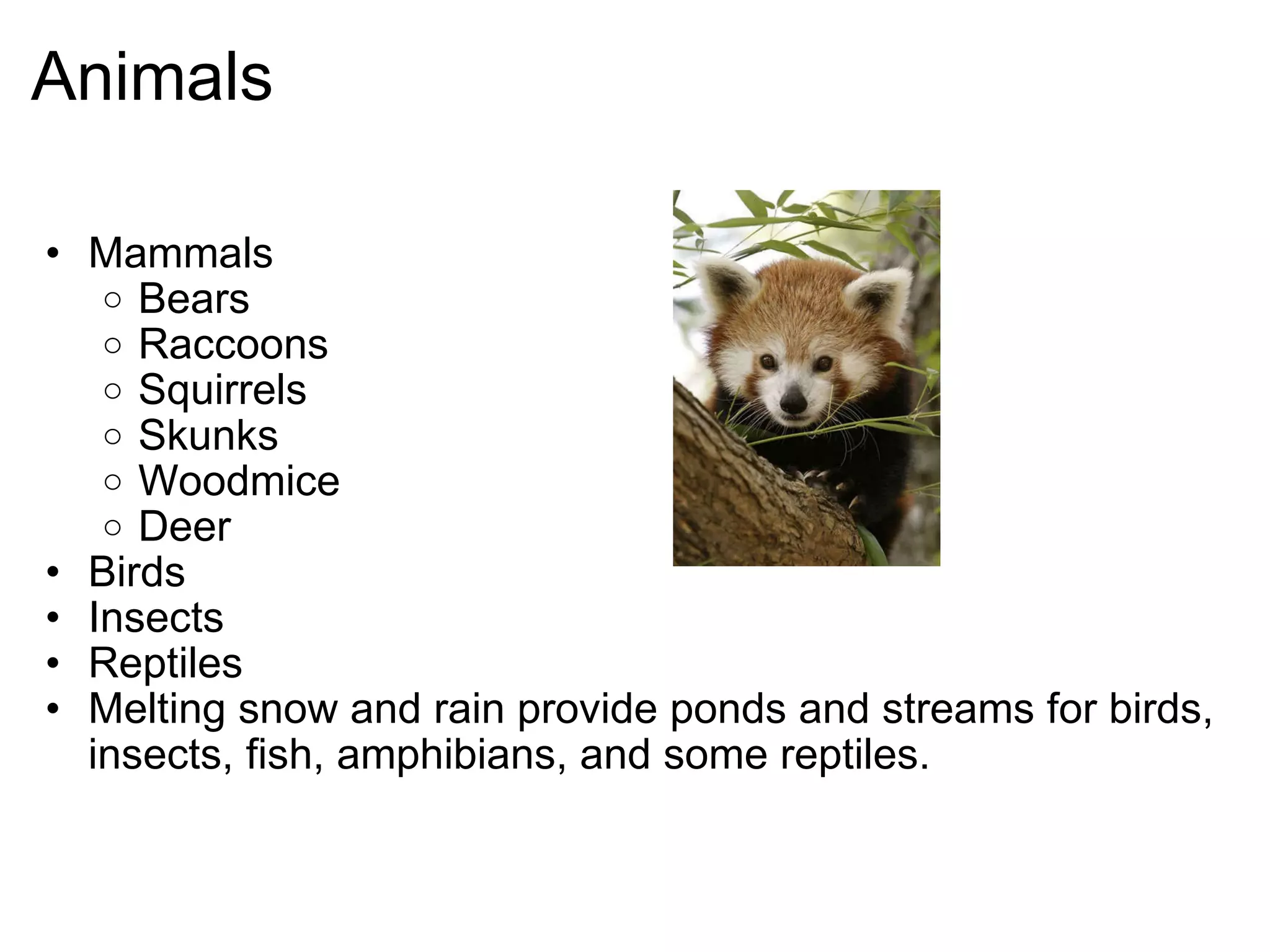 Temperate deciduous forest | PPT