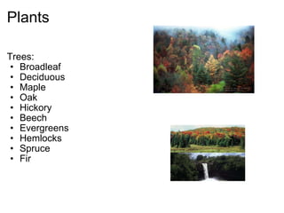 Temperate deciduous forest | PPT