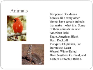 Temperate Deciduous Forest | PPT