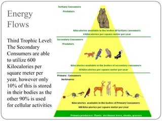 Deciduous Forest Energy Pyramid