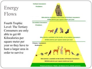 Temperate Deciduous Tertiary