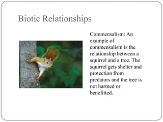 Commensalism Examples In Forest