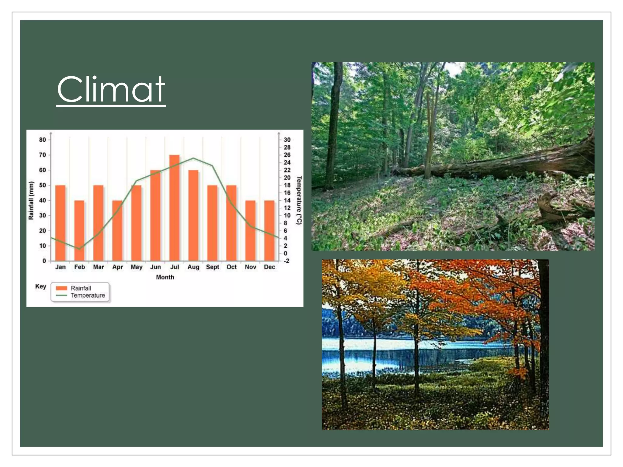 Temperate deciduous forest | PPTX