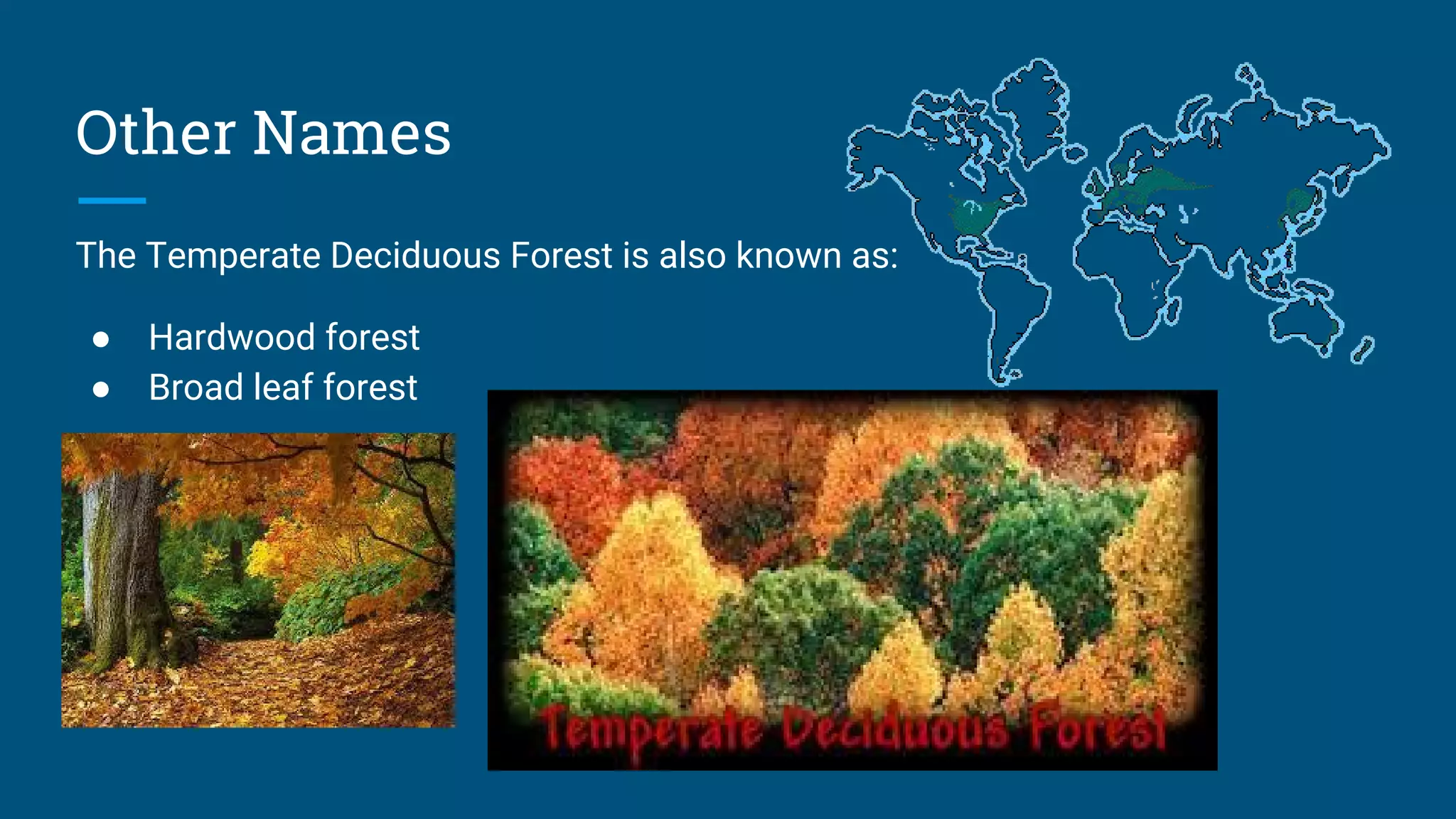 Temperate deciduous forest PERIOD 3 | PPT