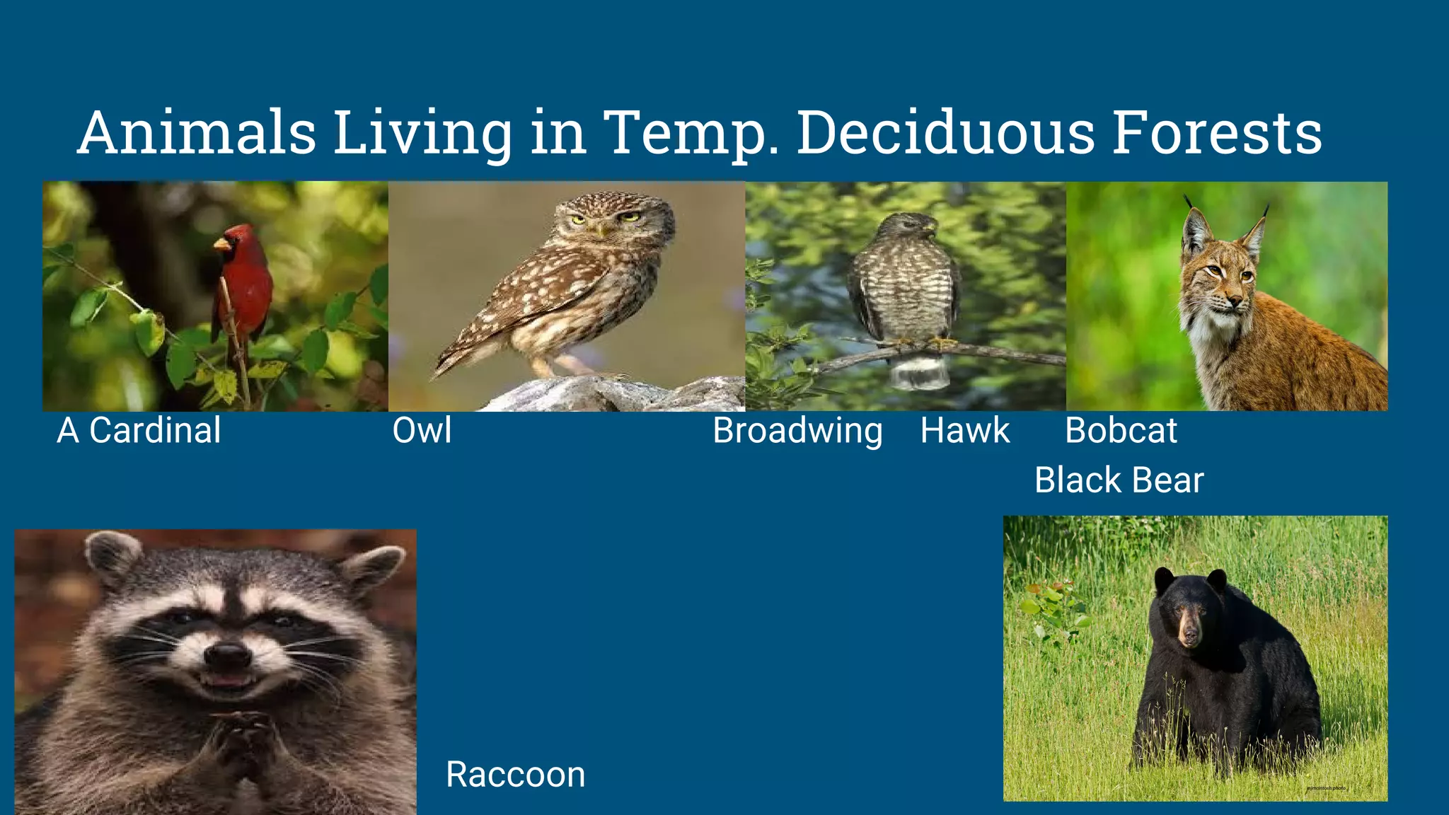 Temperate deciduous forest PERIOD 3 | PPT