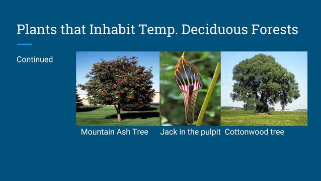 Temperate deciduous forest PERIOD 3 | PPT
