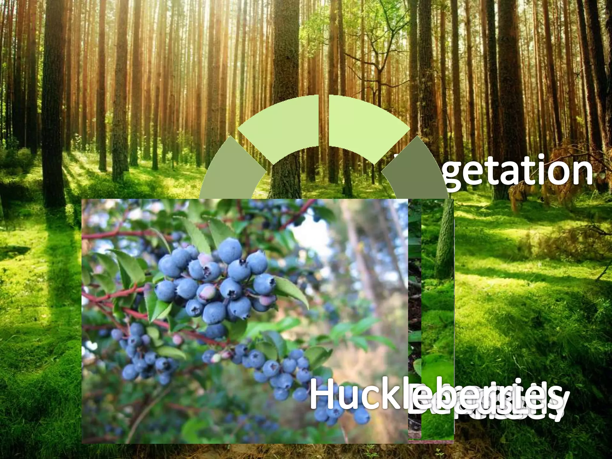 Temperate deciduous forest biome | PPTX | Geography | Science