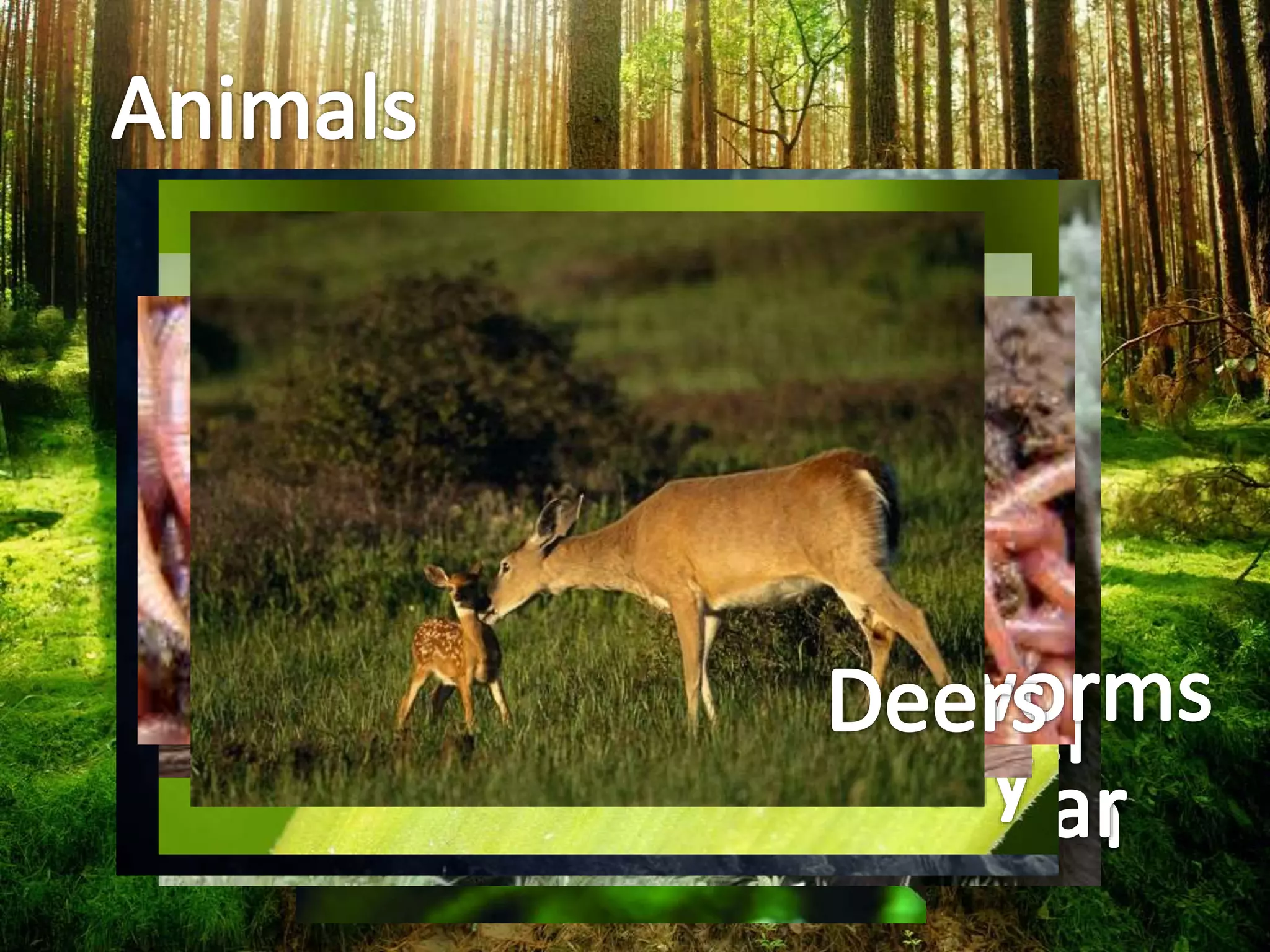 Temperate deciduous forest biome | PPTX | Geography | Science