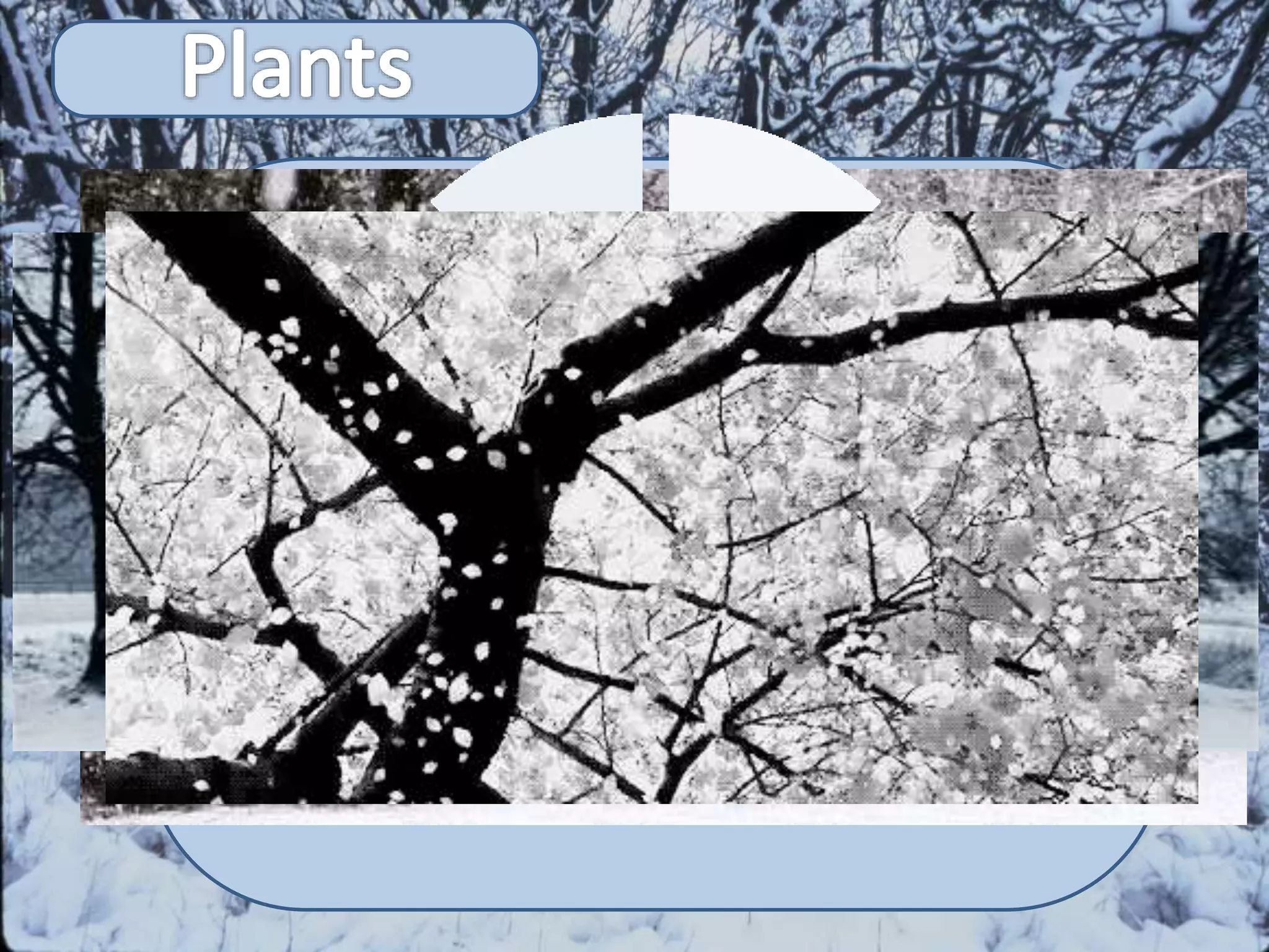 Temperate deciduous forest biome | PPTX | Geography | Science