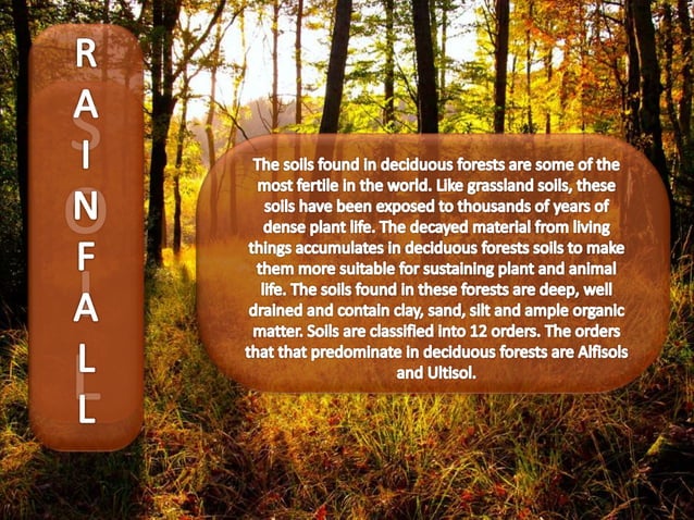 Temperate deciduous forest biome | PPTX | Geography | Science