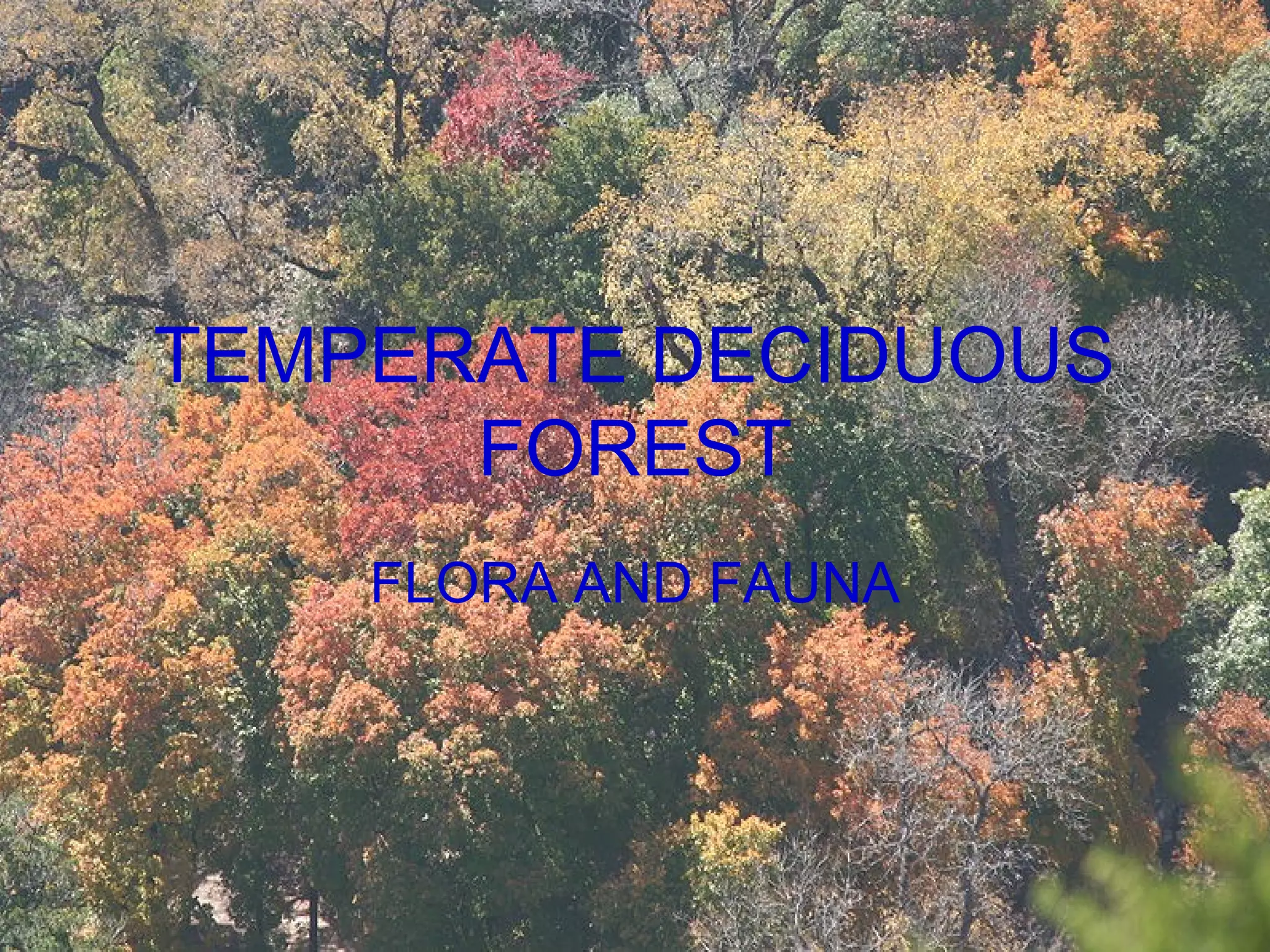Temperate deciduous forest flora & fauna | PPT
