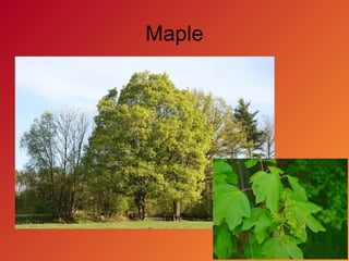 Temperate Deciduous Forest Plants Names