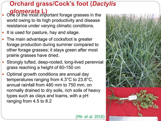 Temperate fodder production technologies | PPT