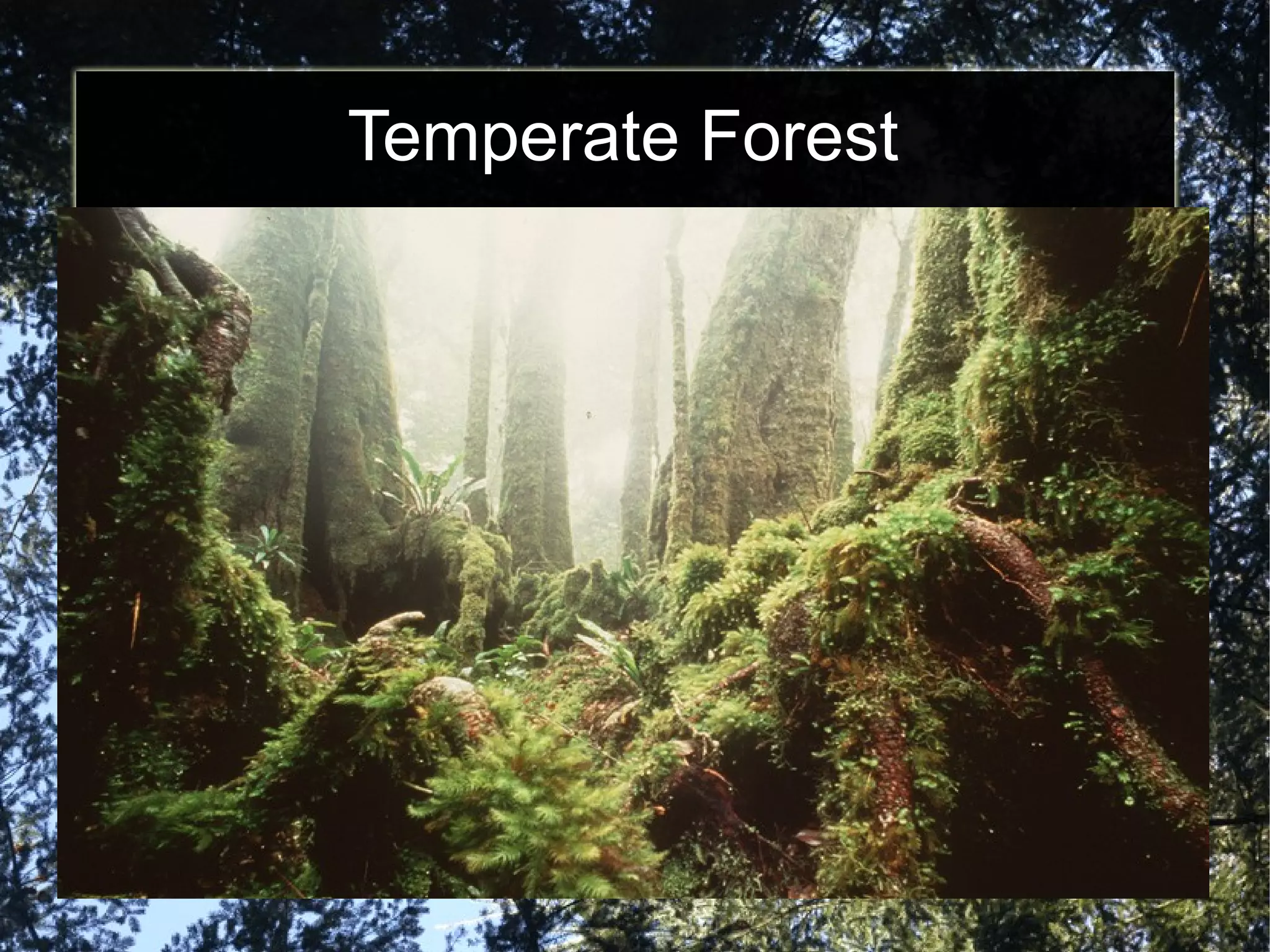 Temperate forests Rock | ODP
