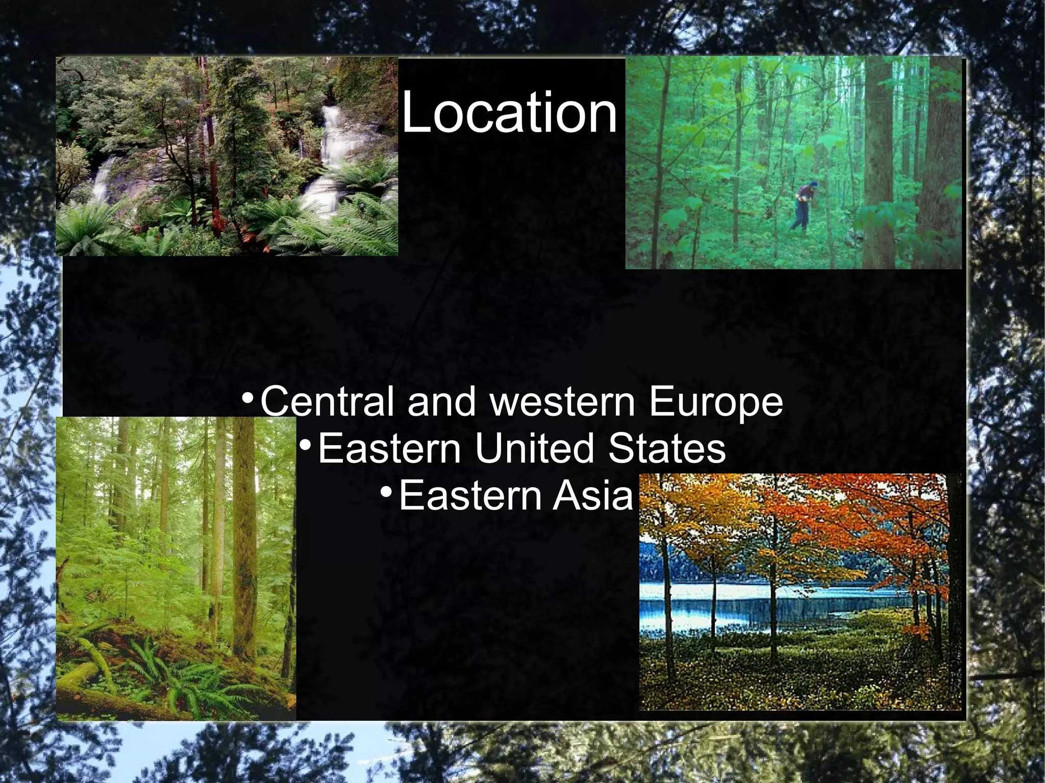 Temperate forests Rock | ODP