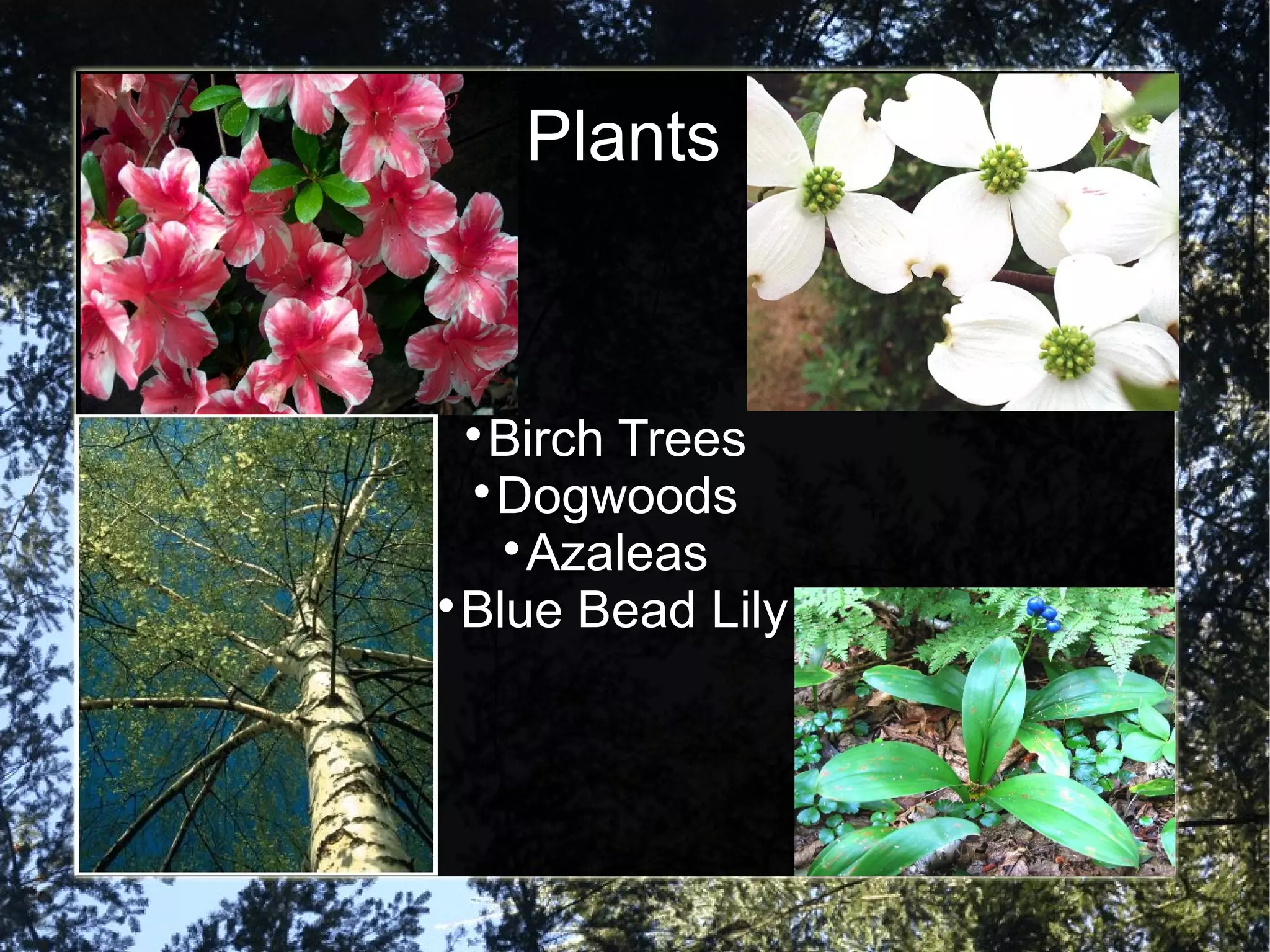 Temperate forests Rock | ODP