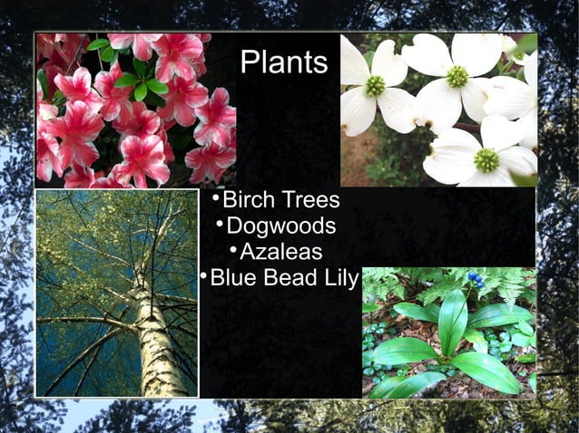 Temperate forests Rock | ODP