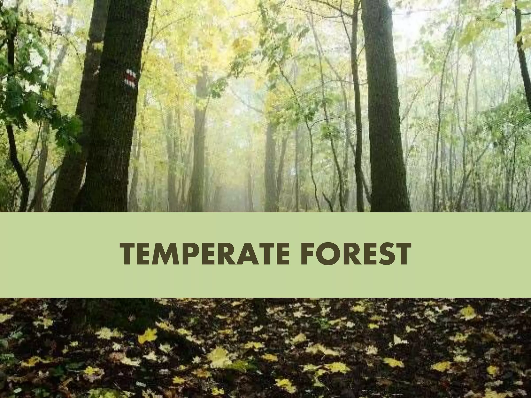 TEMPERATE FORESTS | PPTX