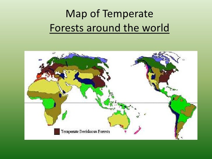 Temperate Forest Power Point