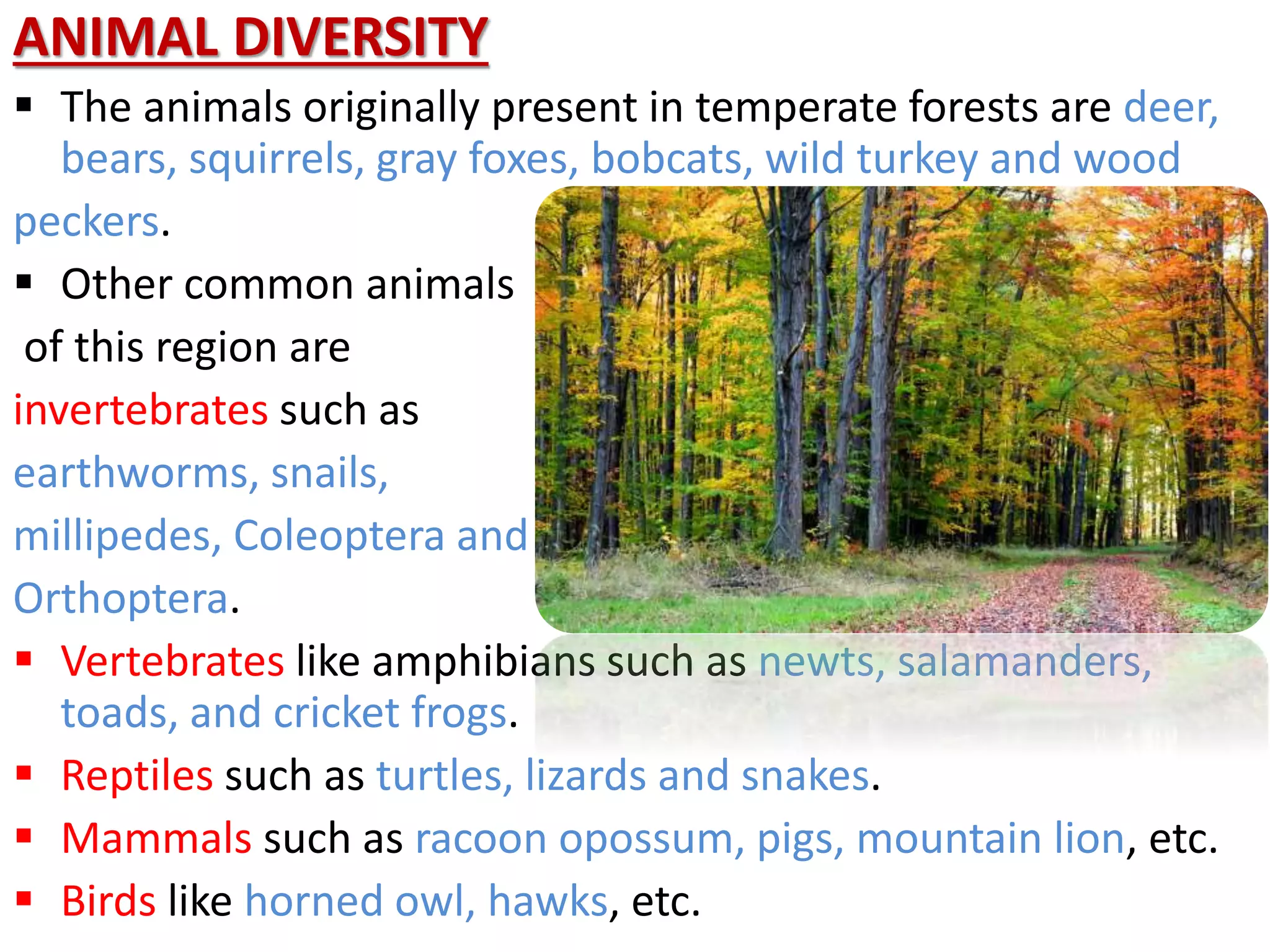 Temperate forests and tropical rain forests | PPTX