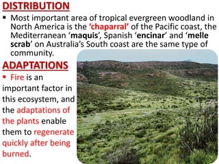 Temperate forests and tropical rain forests | PPTX