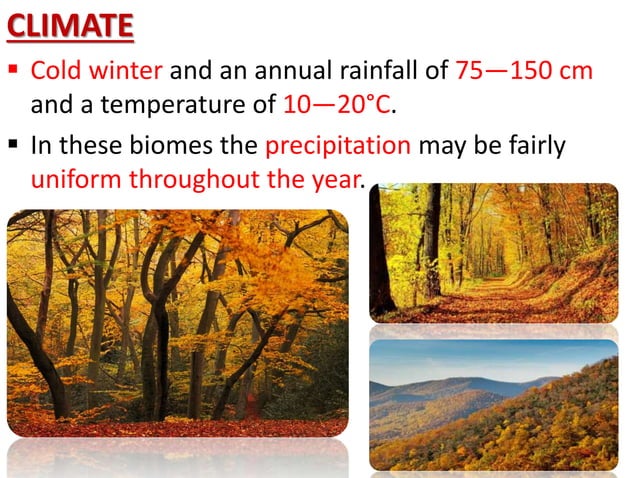 Temperate forests and tropical rain forests | PPTX