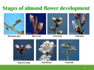 floral biology of temperate fruit crop