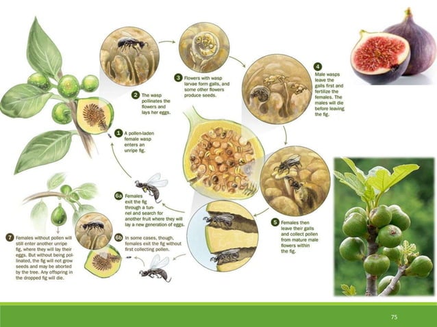 floral biology of temperate fruit crop