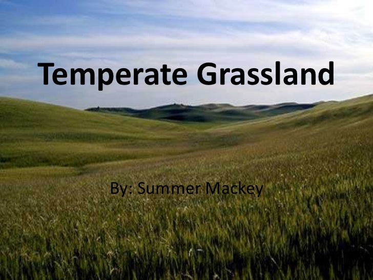 Life In A Temperate Grassland