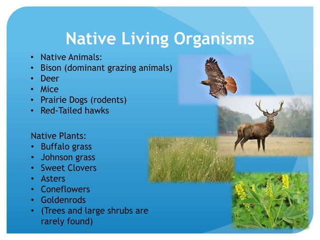Temperate Grassland Period 3 Ppt