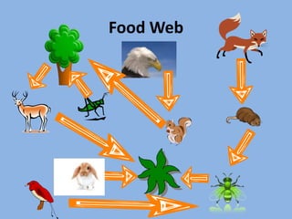 Temperate Grasslands Food Web