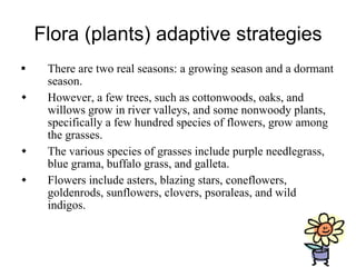 Temperate Grassland Makayla | PPT