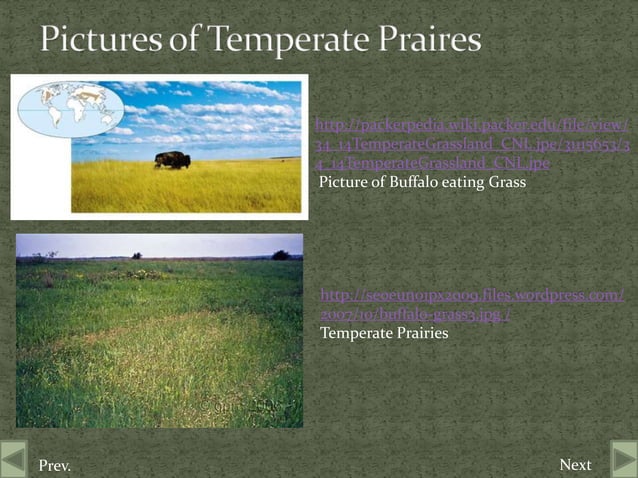 Temperate Grasslands | PPT