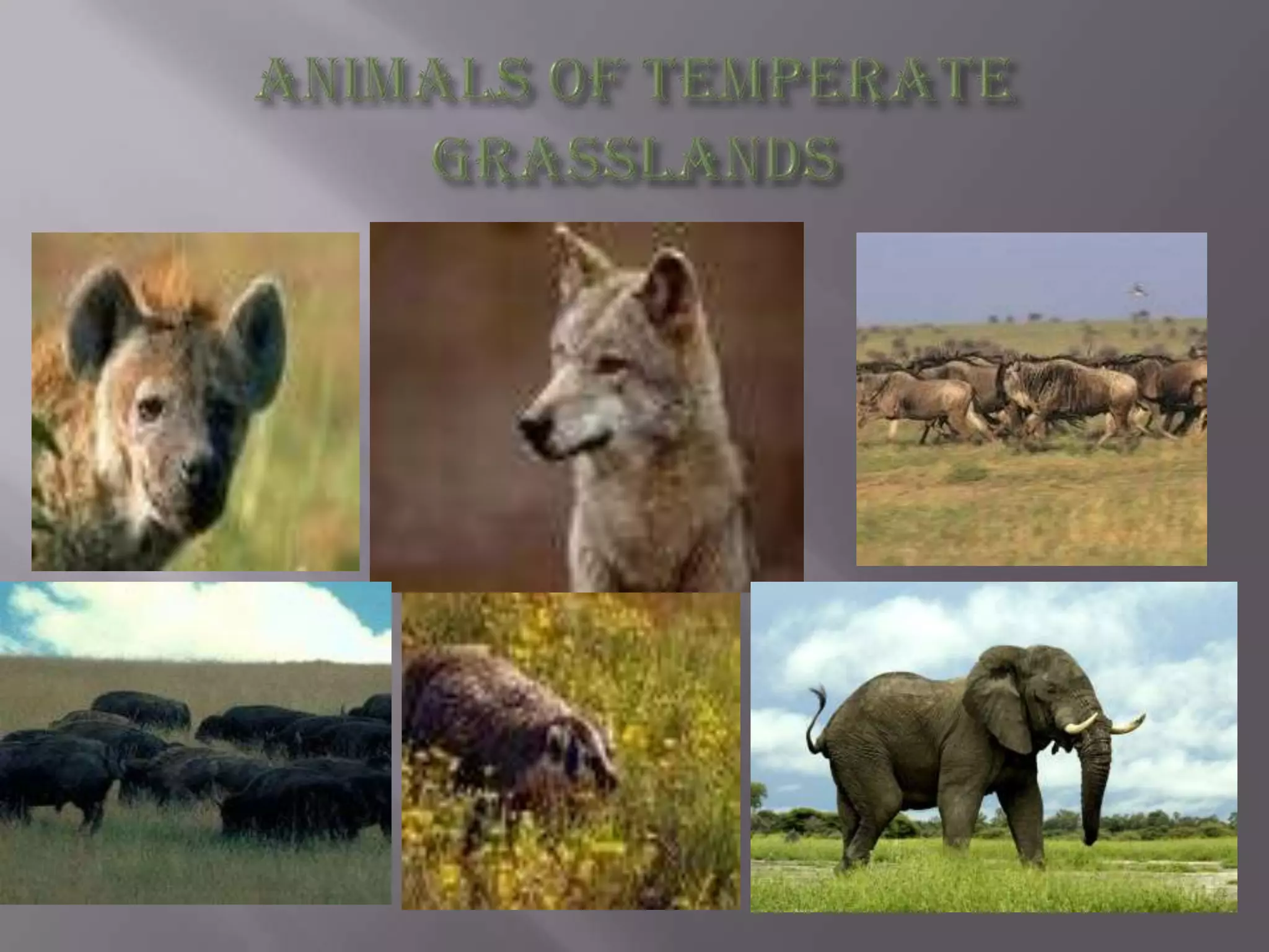 Temperate grasslands | PPT