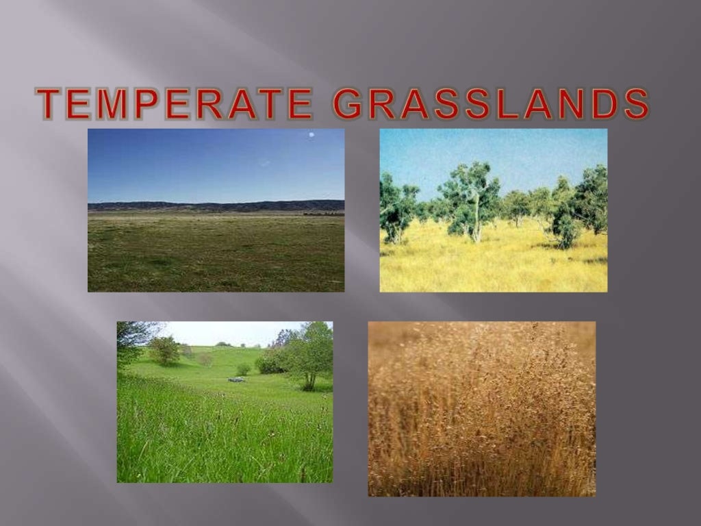 Temperate Grasslands