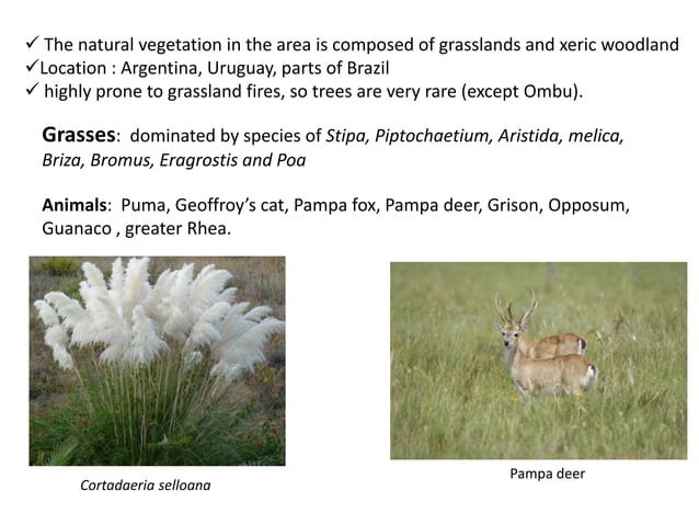 Temperate grasslands | PPTX