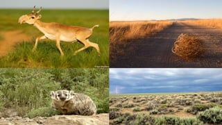 Temperate grasslands | PPT