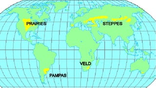 Temperate grasslands | PPT