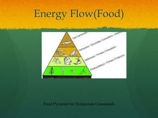 Grassland Food Pyramid